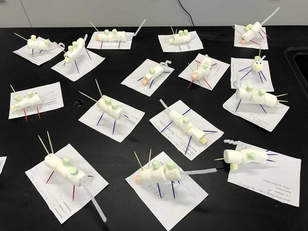 Mrs. Istre's Biology Classes do a Reebop Lab | Bixby 9th Grade Center